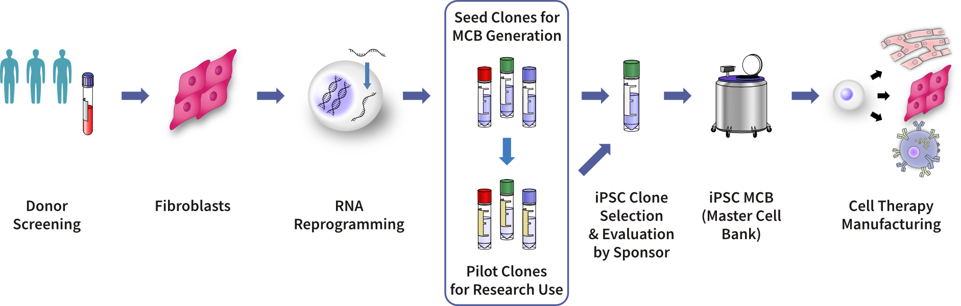 GMP iPSC Production Service